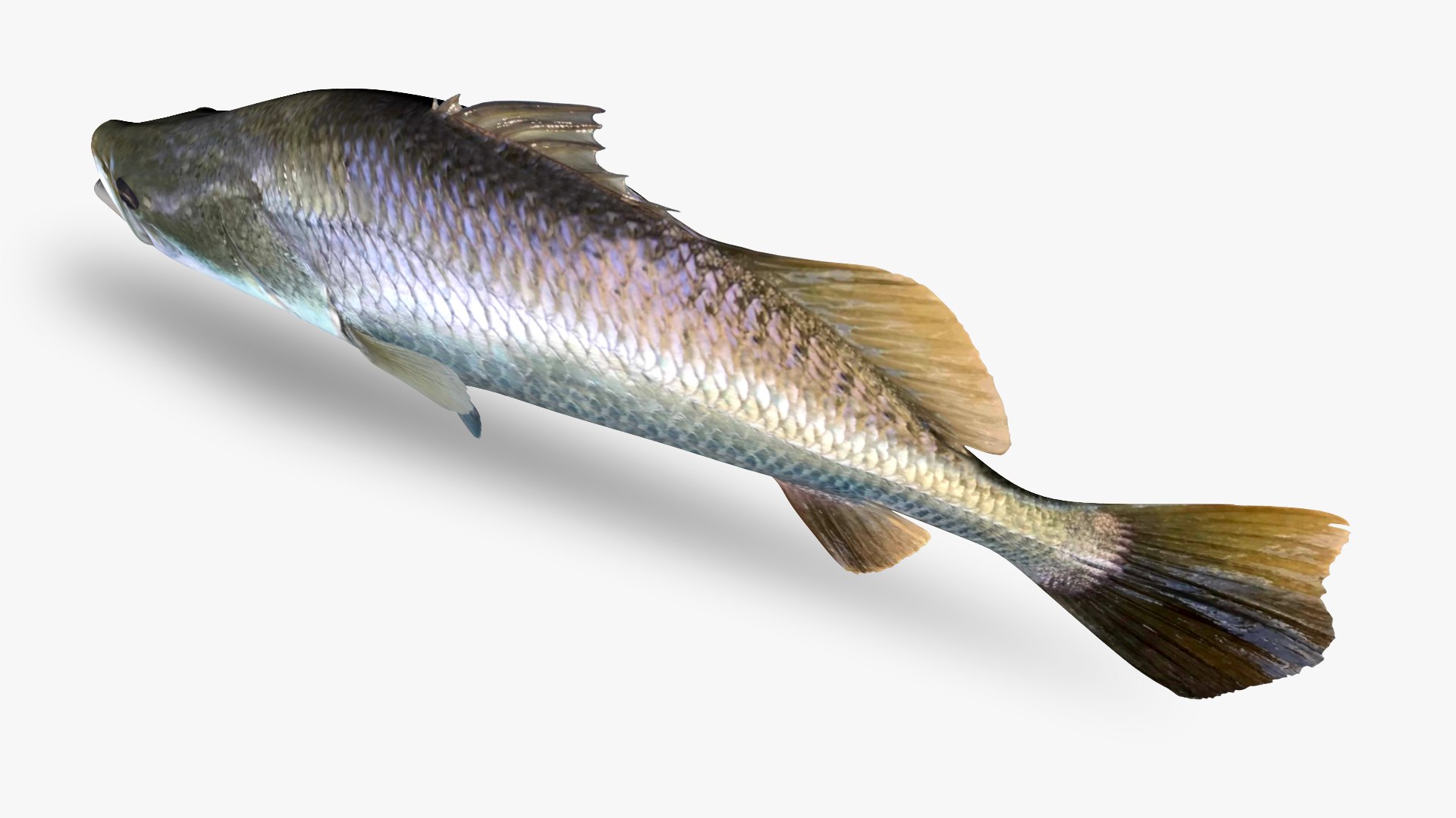 3D Barramundi Lates Calcarifer Model - TurboSquid 1864333