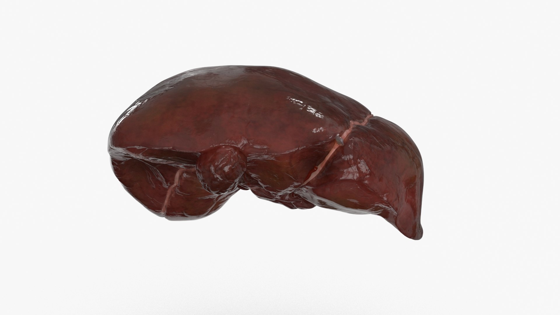 Gall Bladder Liver 3D Model - TurboSquid 1674886