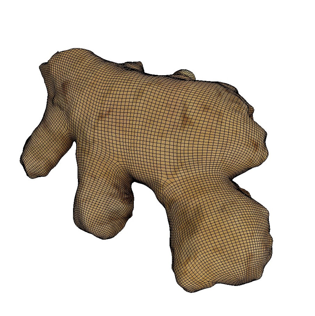 Ginger Root 3D Model - TurboSquid 1445158