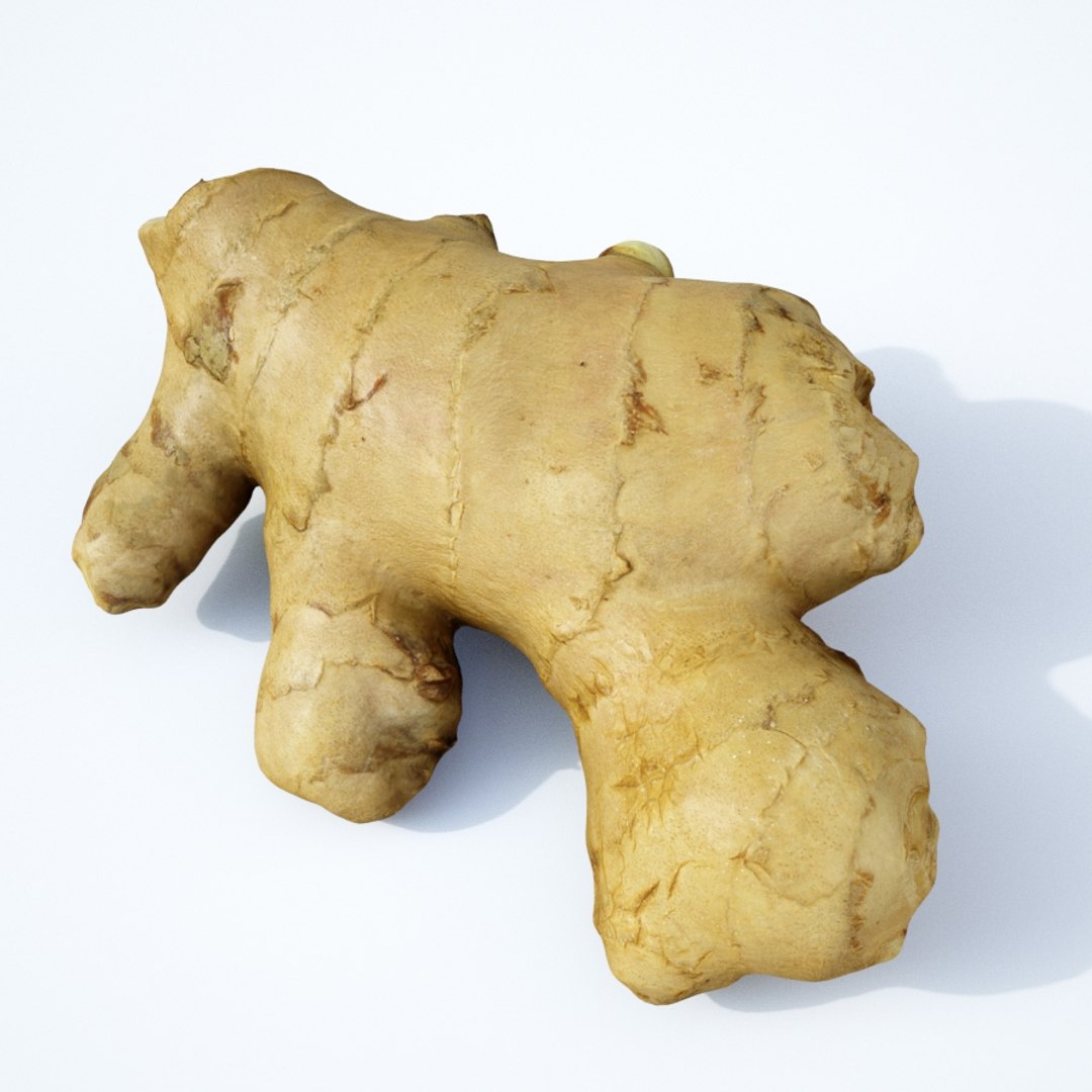 Ginger Root 3D Model - TurboSquid 1445158