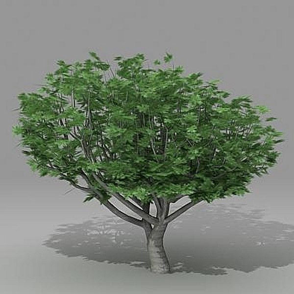 3d model trees pinus