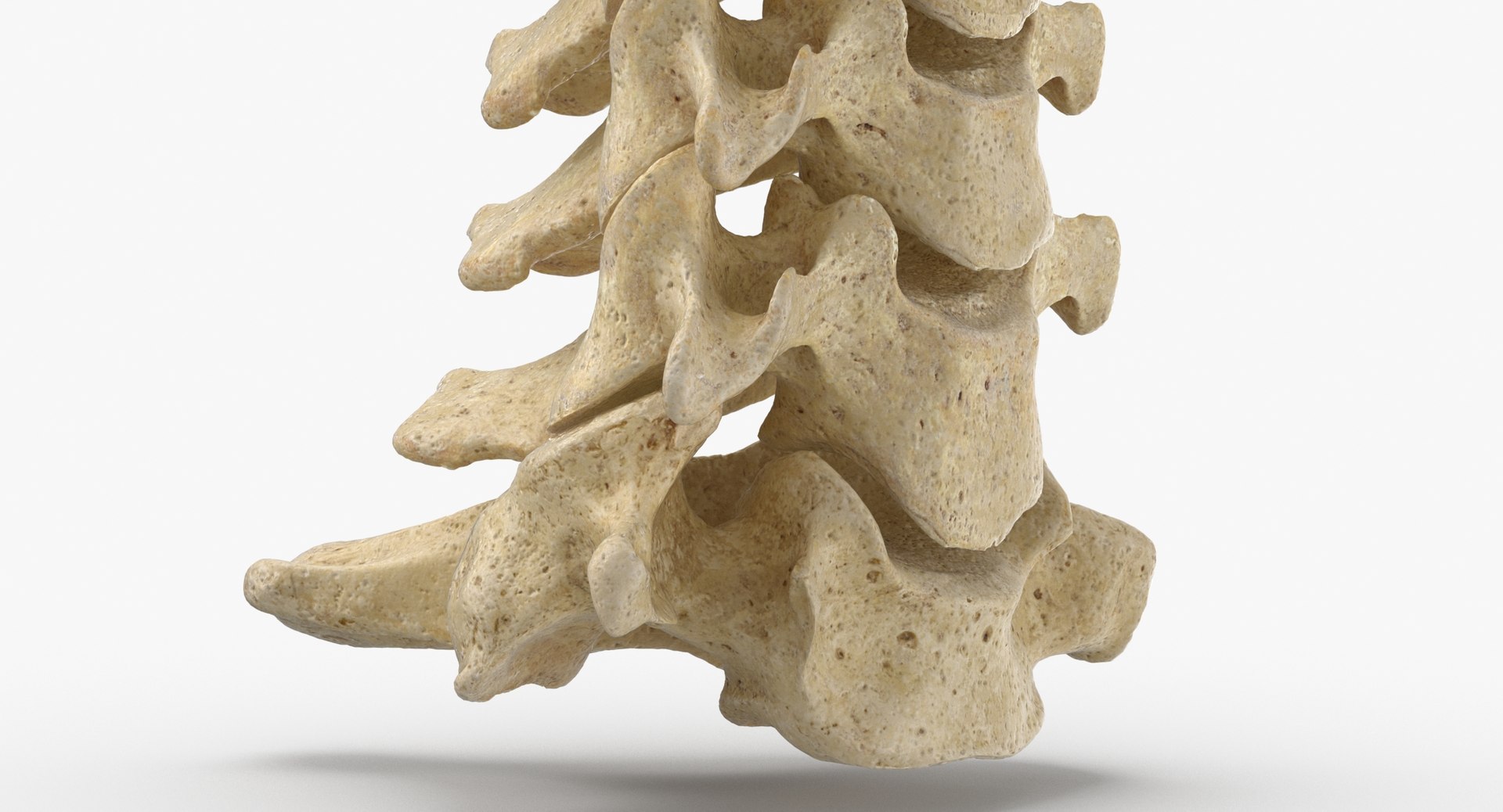 3D Real Human Neck Cervical Model - TurboSquid 1636738