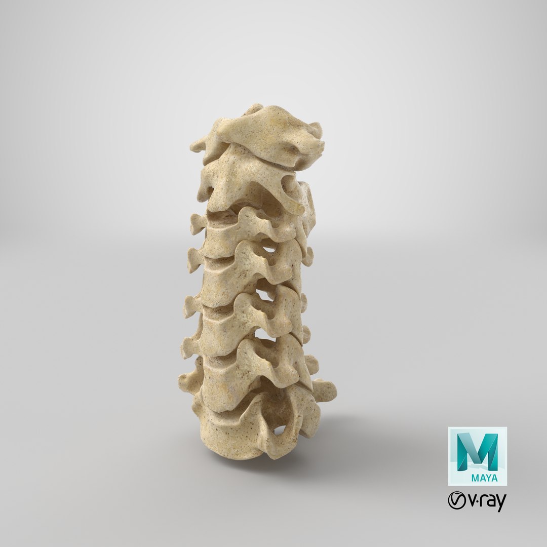 3D real human neck cervical model - TurboSquid 1636738