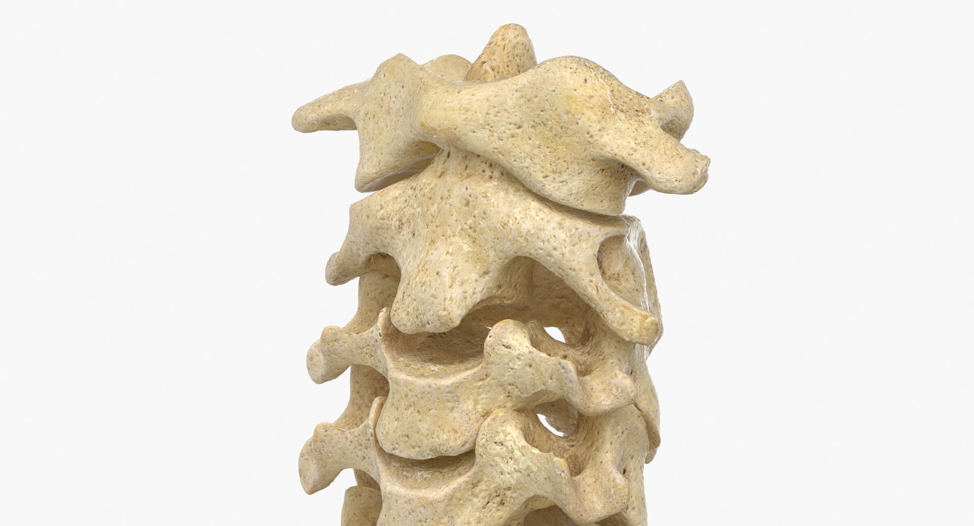 3D Real Human Neck Cervical Model - TurboSquid 1636738