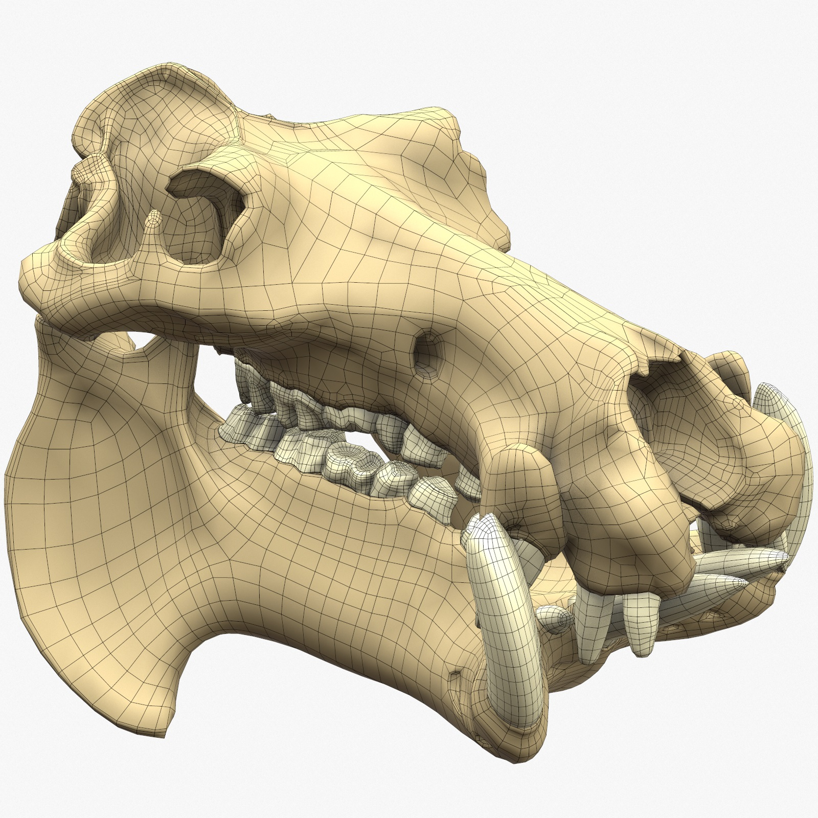 hippopotamus skull 3ds