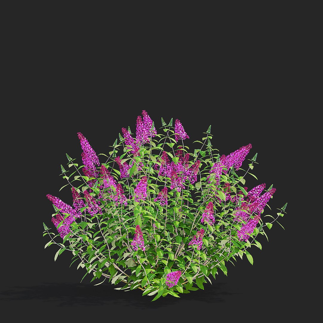 3D Buddleja Davidii Bushes 2 Model - TurboSquid 2074309