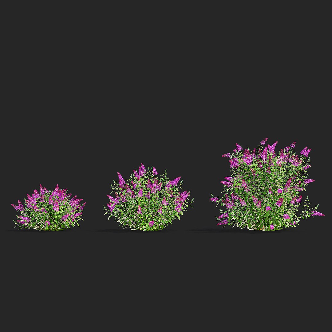 3D Buddleja Davidii Bushes 2 Model - TurboSquid 2074309