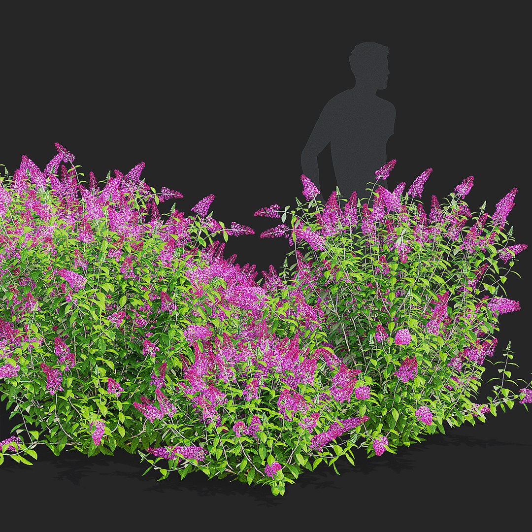 3D Buddleja Davidii Bushes 2 Model - TurboSquid 2074309