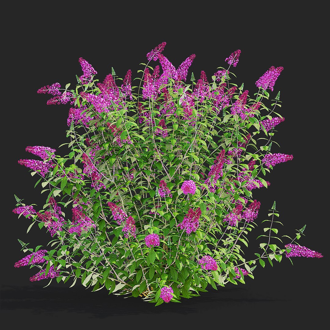3D Buddleja Davidii Bushes 2 Model - TurboSquid 2074309