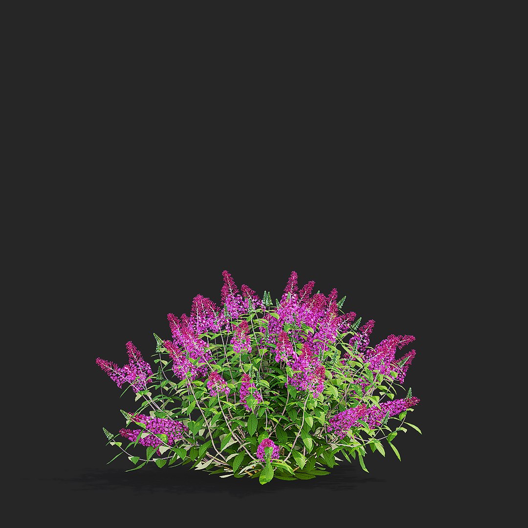 3D Buddleja Davidii Bushes 2 Model - TurboSquid 2074309
