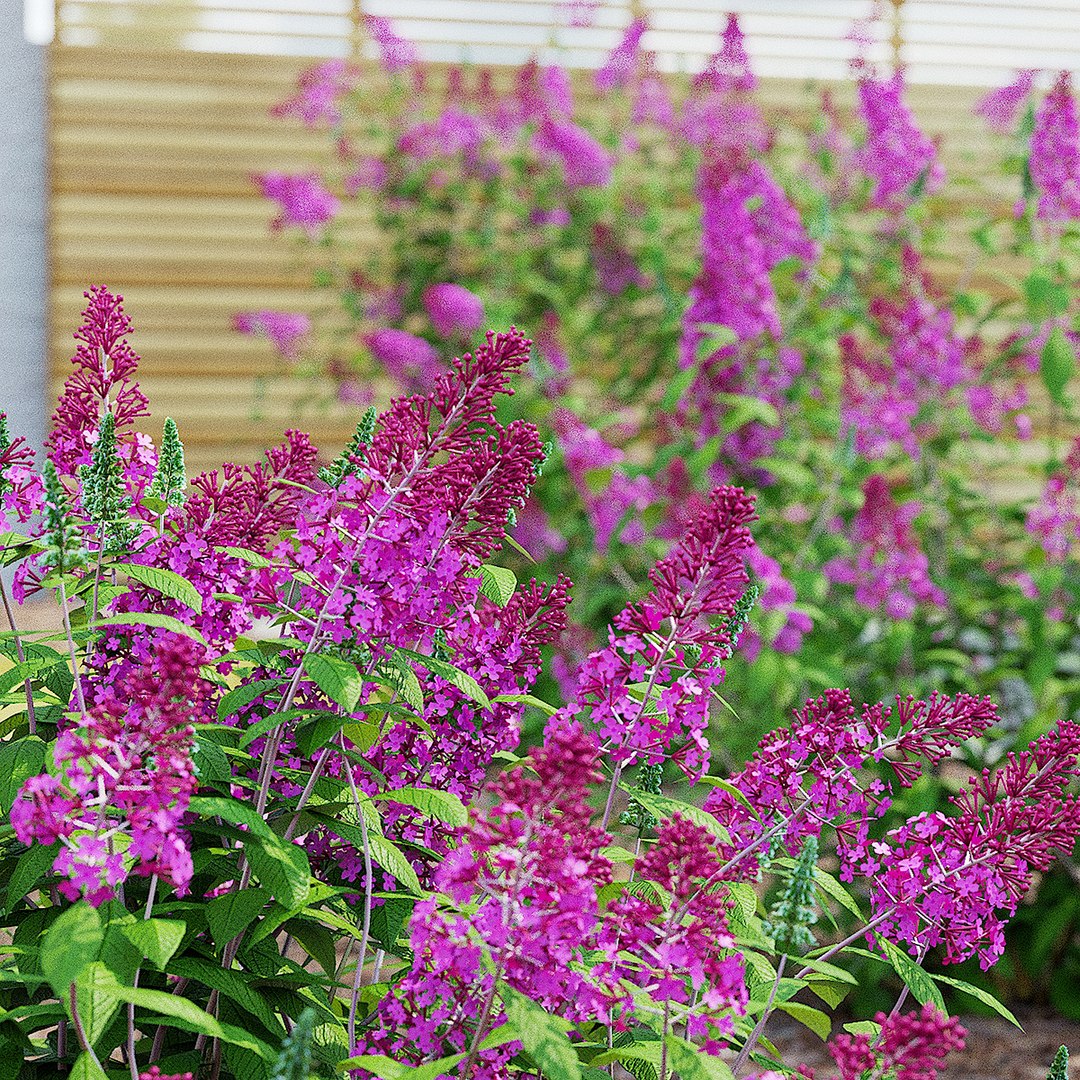 3D Buddleja Davidii Bushes 2 Model - TurboSquid 2074309