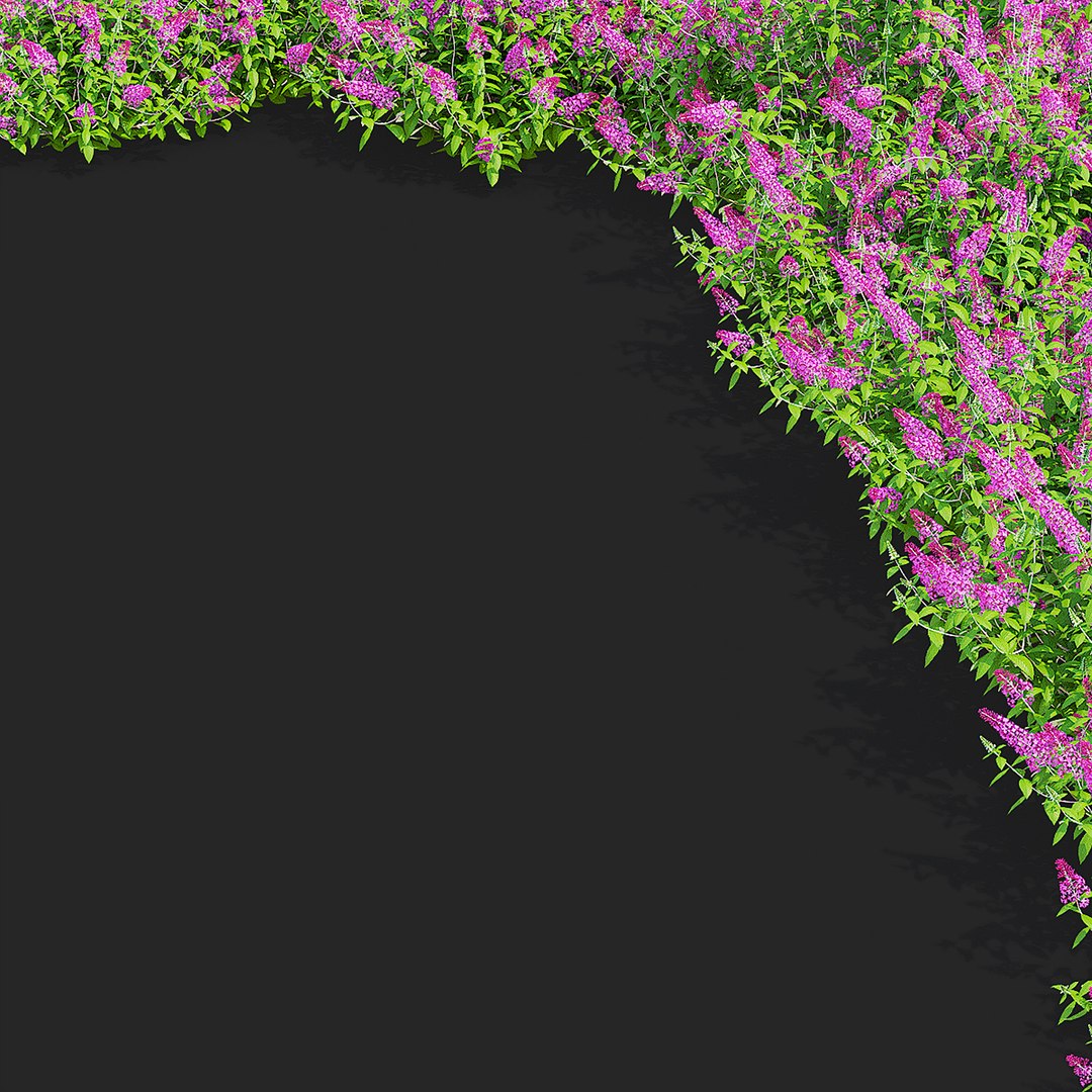 3D Buddleja Davidii Bushes 2 Model - TurboSquid 2074309
