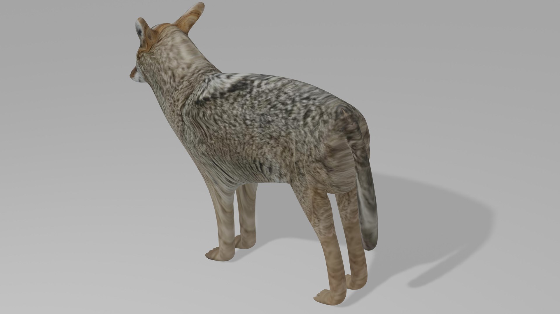 3D Realistic Coyote OBJ - TurboSquid 2216842