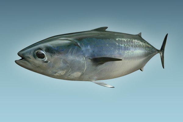 Bonite fish 3D model - TurboSquid 1208410