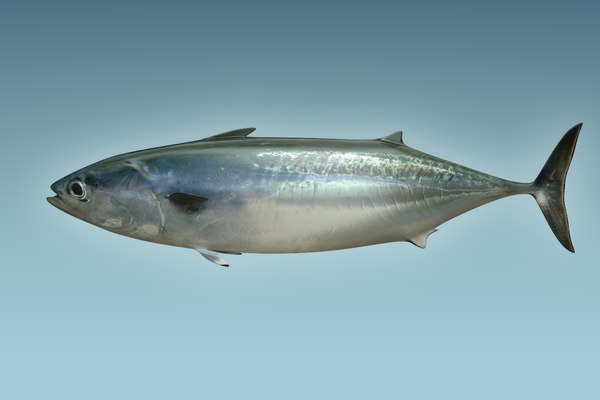 Bonite fish 3D model - TurboSquid 1208410