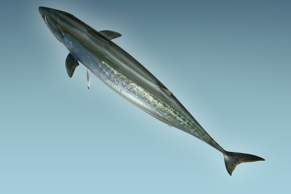 Bonite fish 3D model - TurboSquid 1208410
