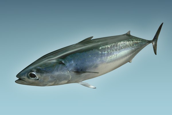 Bonite fish 3D model - TurboSquid 1208410