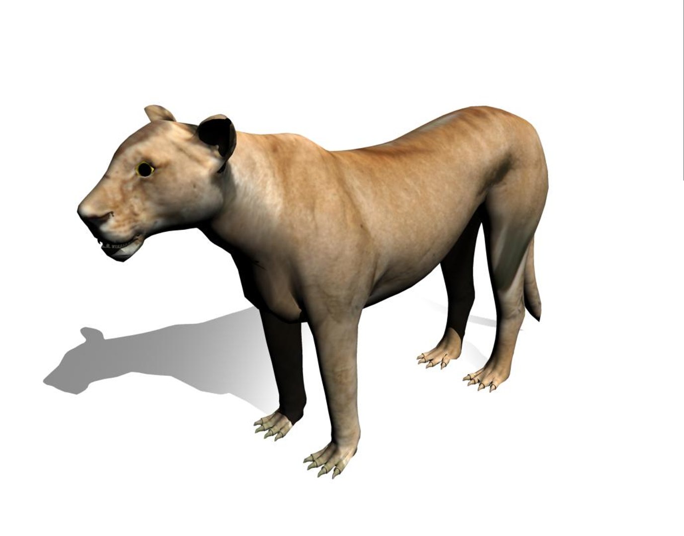 Lioness 3d Obj