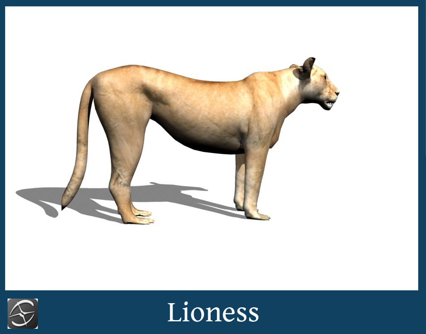 Lioness 3d Obj