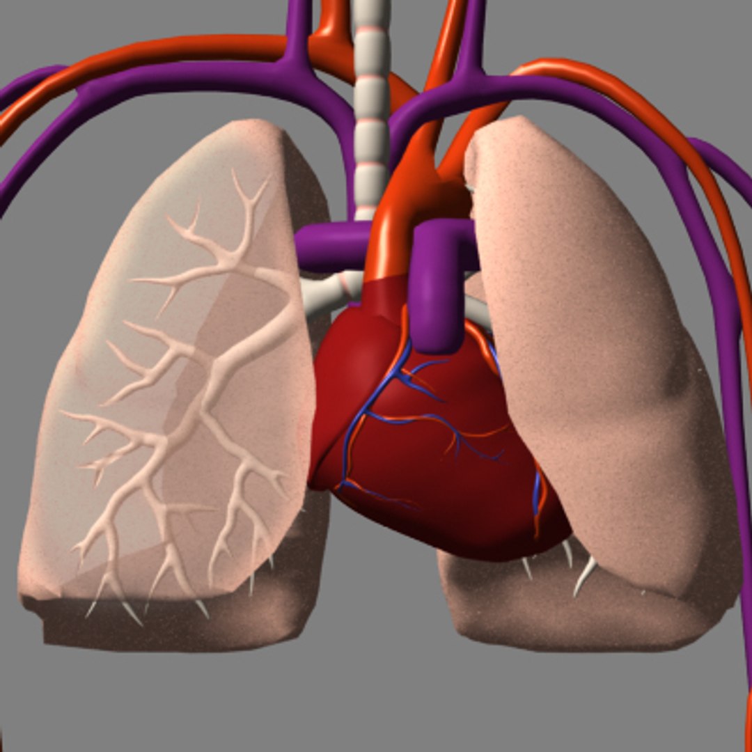 Heart Arteries Lungs 3d Model