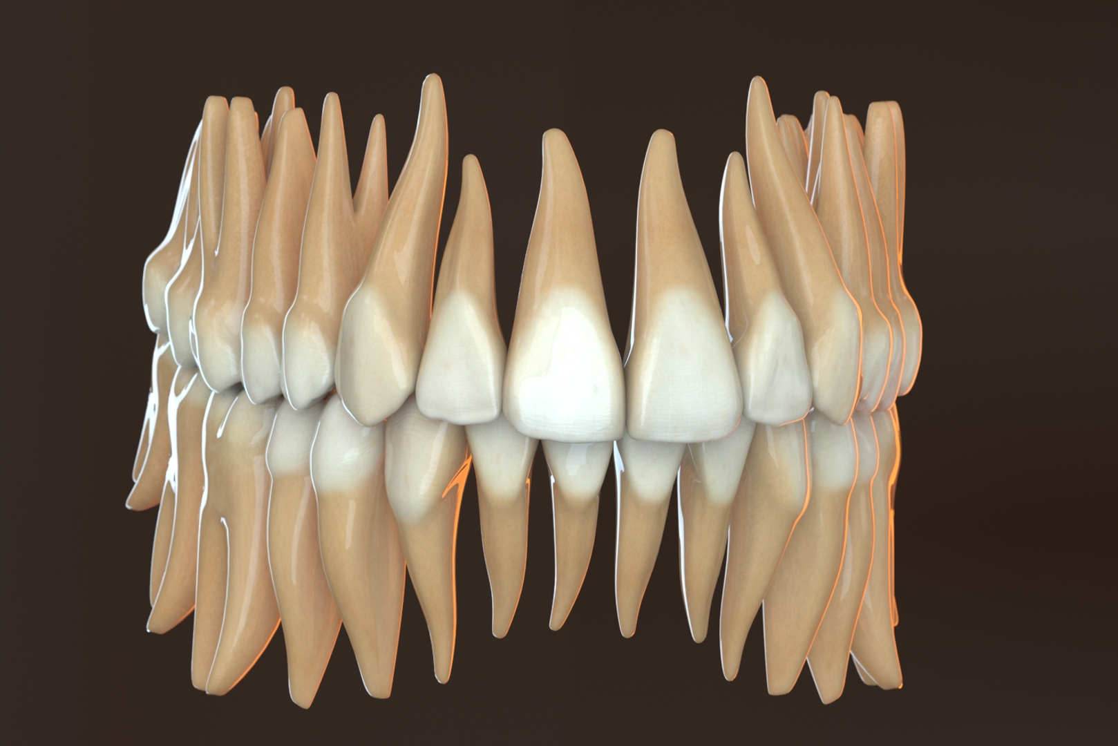 3D Model Teeth V-ray Anatomy Dentition - TurboSquid 1446762