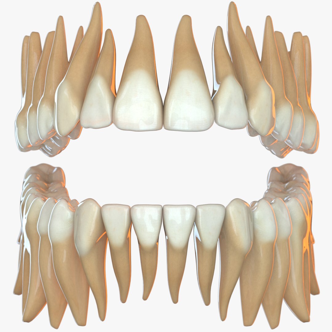 3D Model Teeth V-ray Anatomy Dentition - TurboSquid 1446762