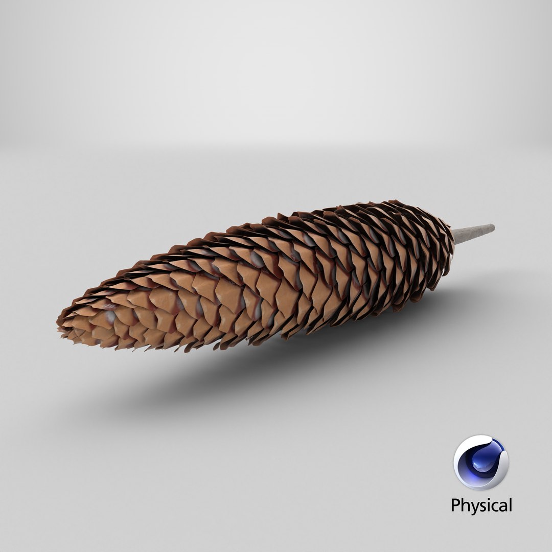 3D Opened Pine Seed Cone Model - TurboSquid 2509349