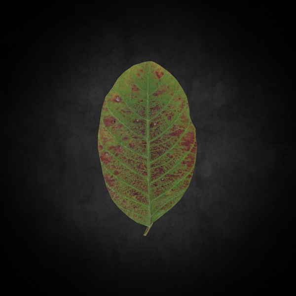 Low Poly Leaf 094 3D - TurboSquid 1852572