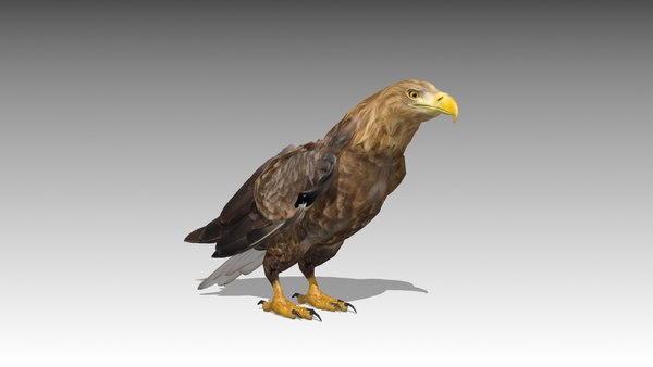 Eagle 3D Models for Download | TurboSquid