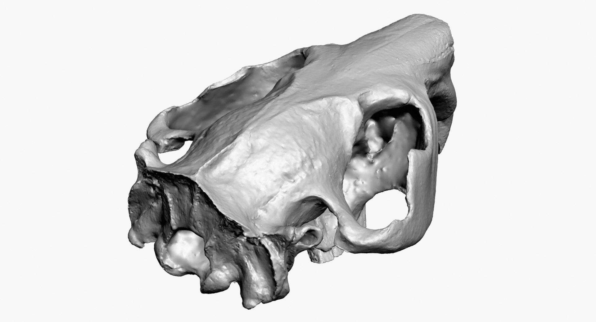 Beaver skull raw scan model - TurboSquid 1293606