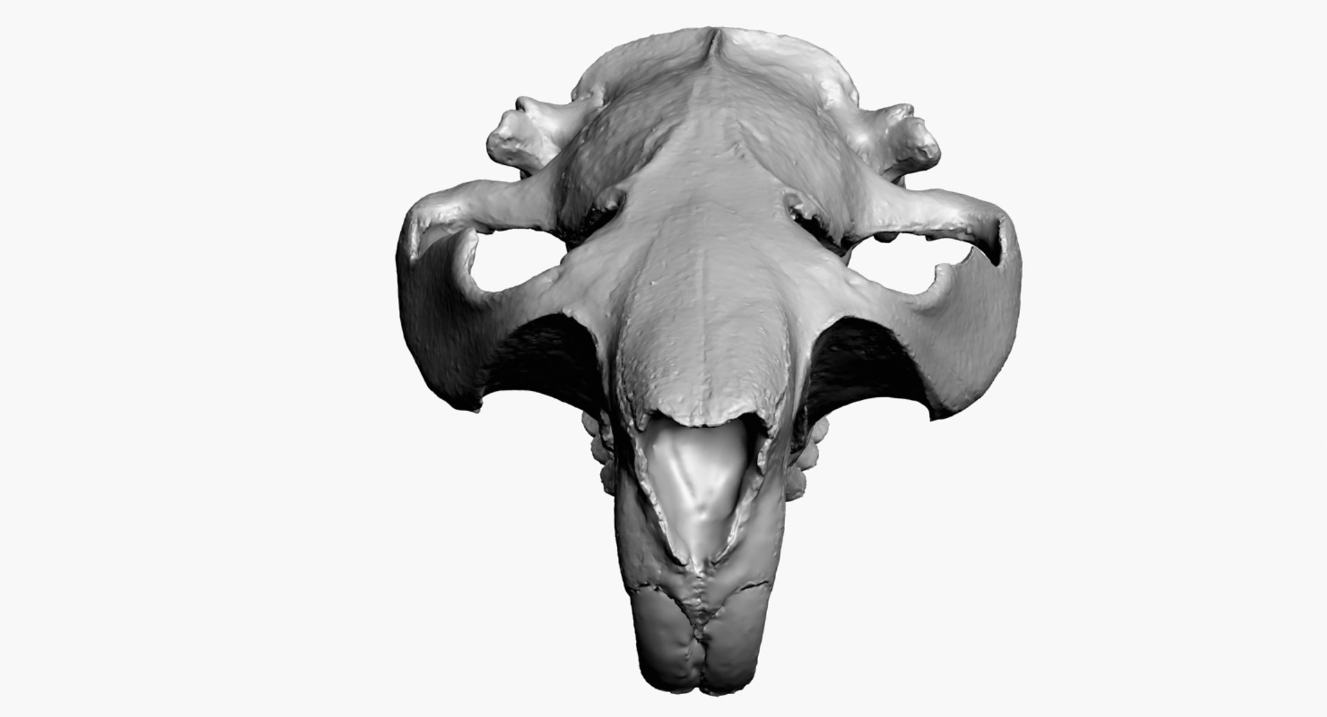 Beaver skull raw scan model - TurboSquid 1293606