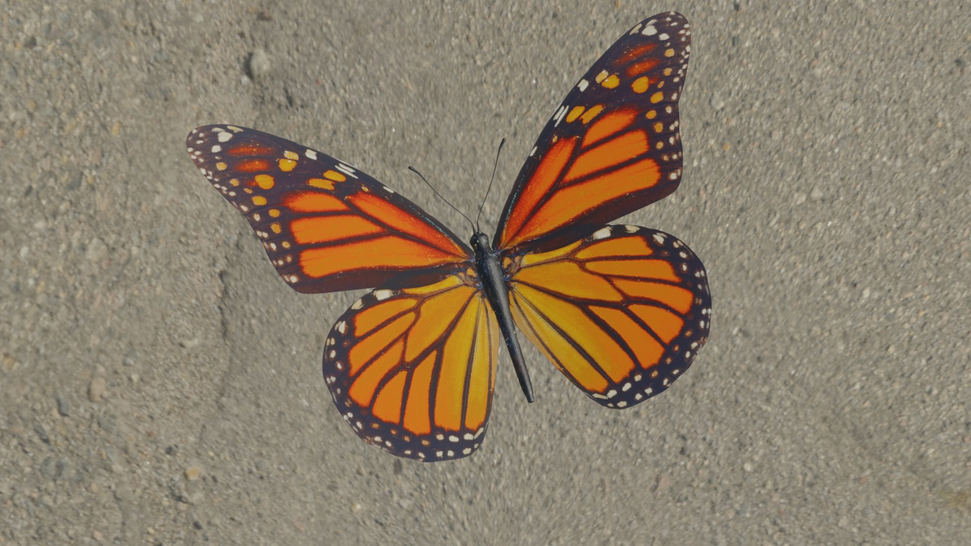 3D Butterfly - TurboSquid 1990518