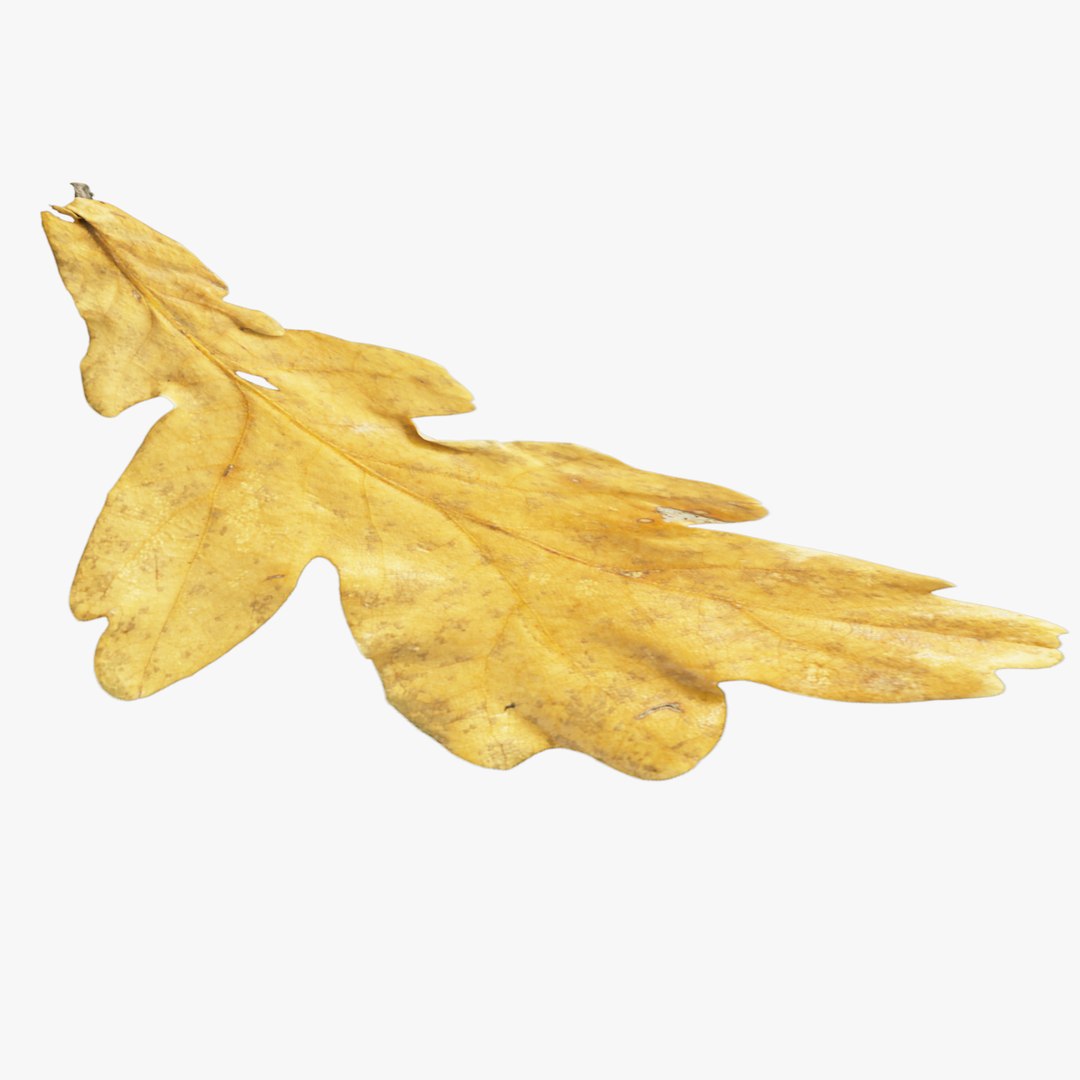 3D Autumn Leaf - TurboSquid 1223075