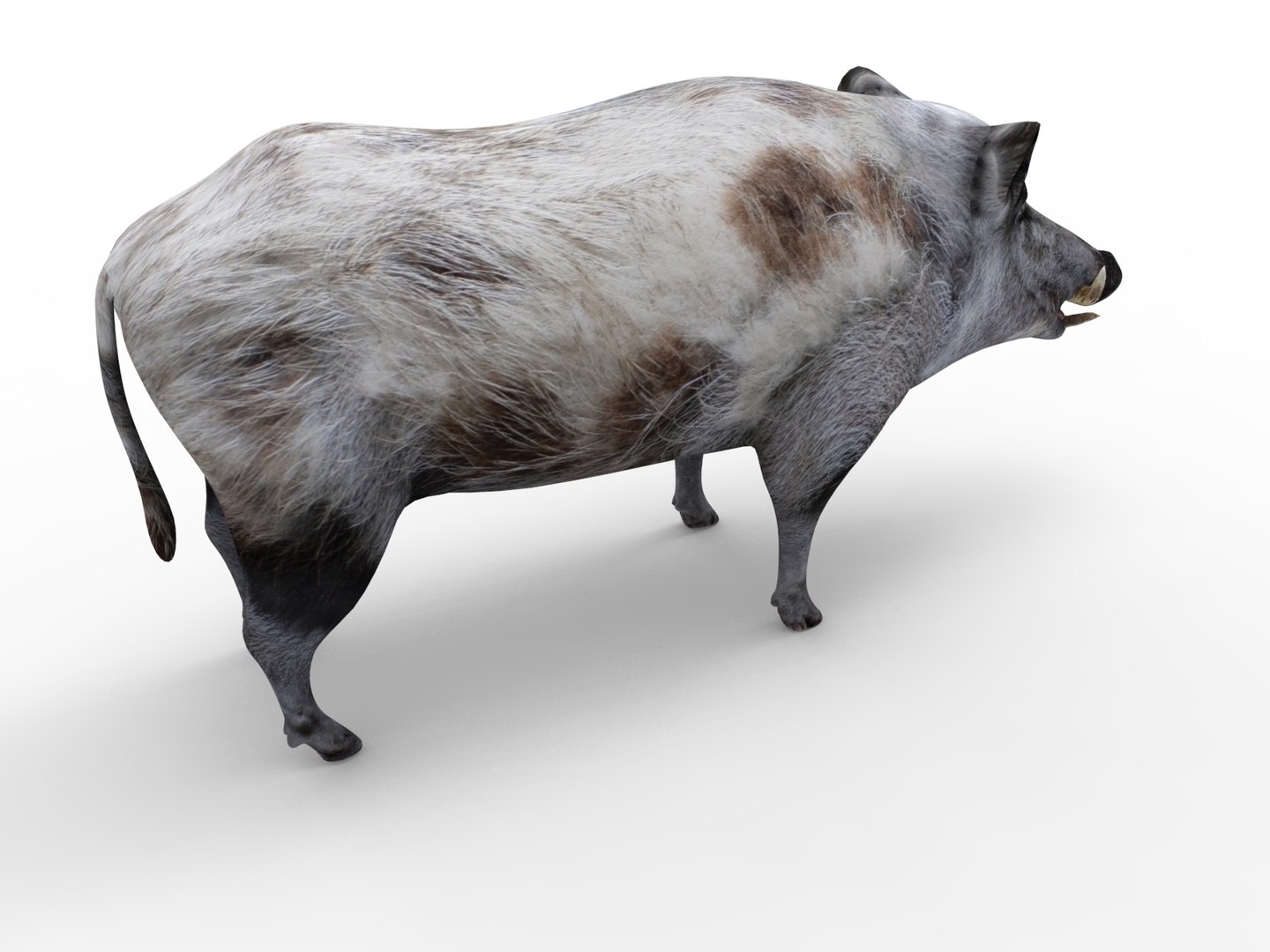 3D Wild Boar Model - TurboSquid 1239247