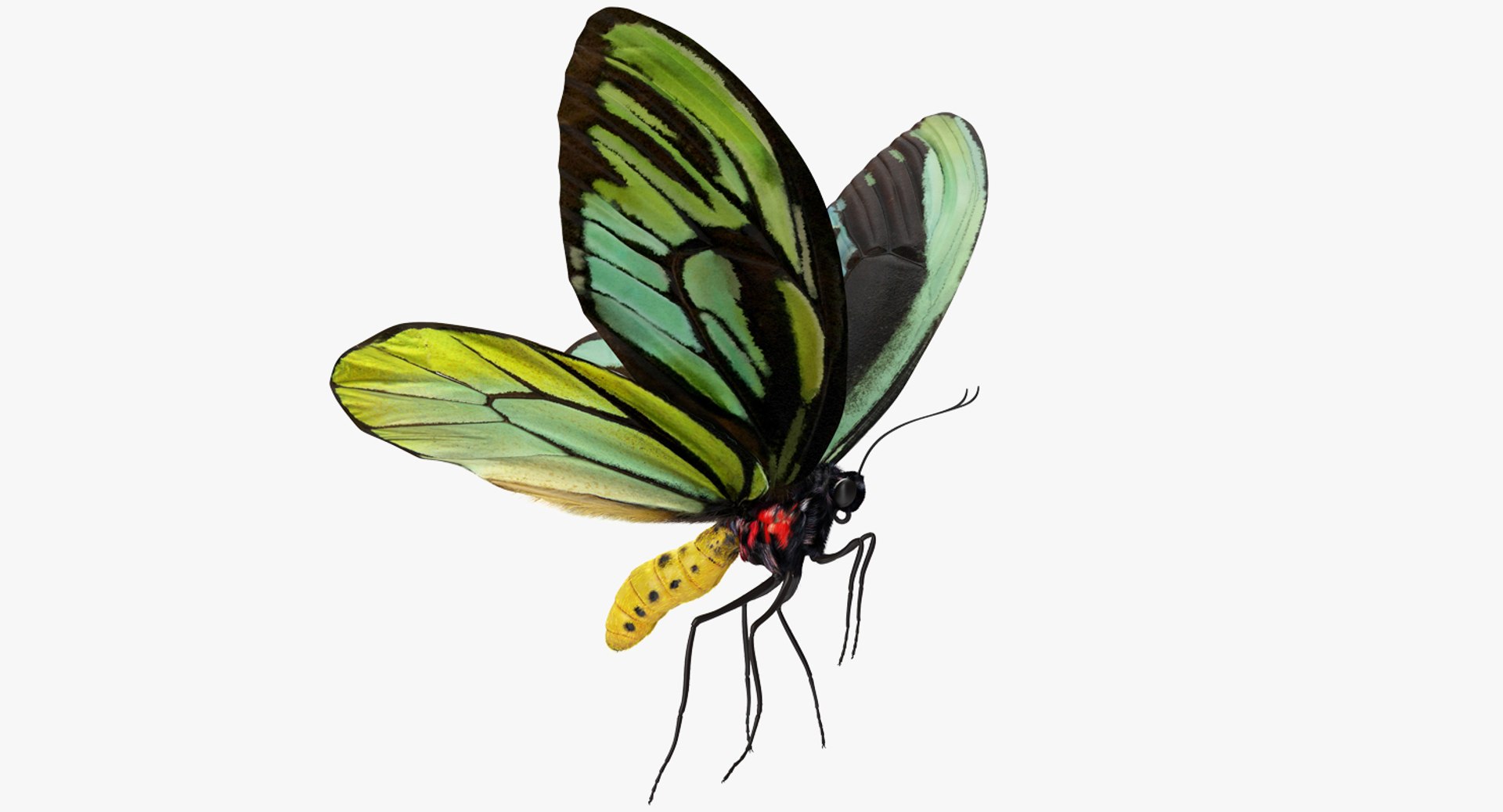 3D Queen Alexandras Birdwing Flying - TurboSquid 1165917
