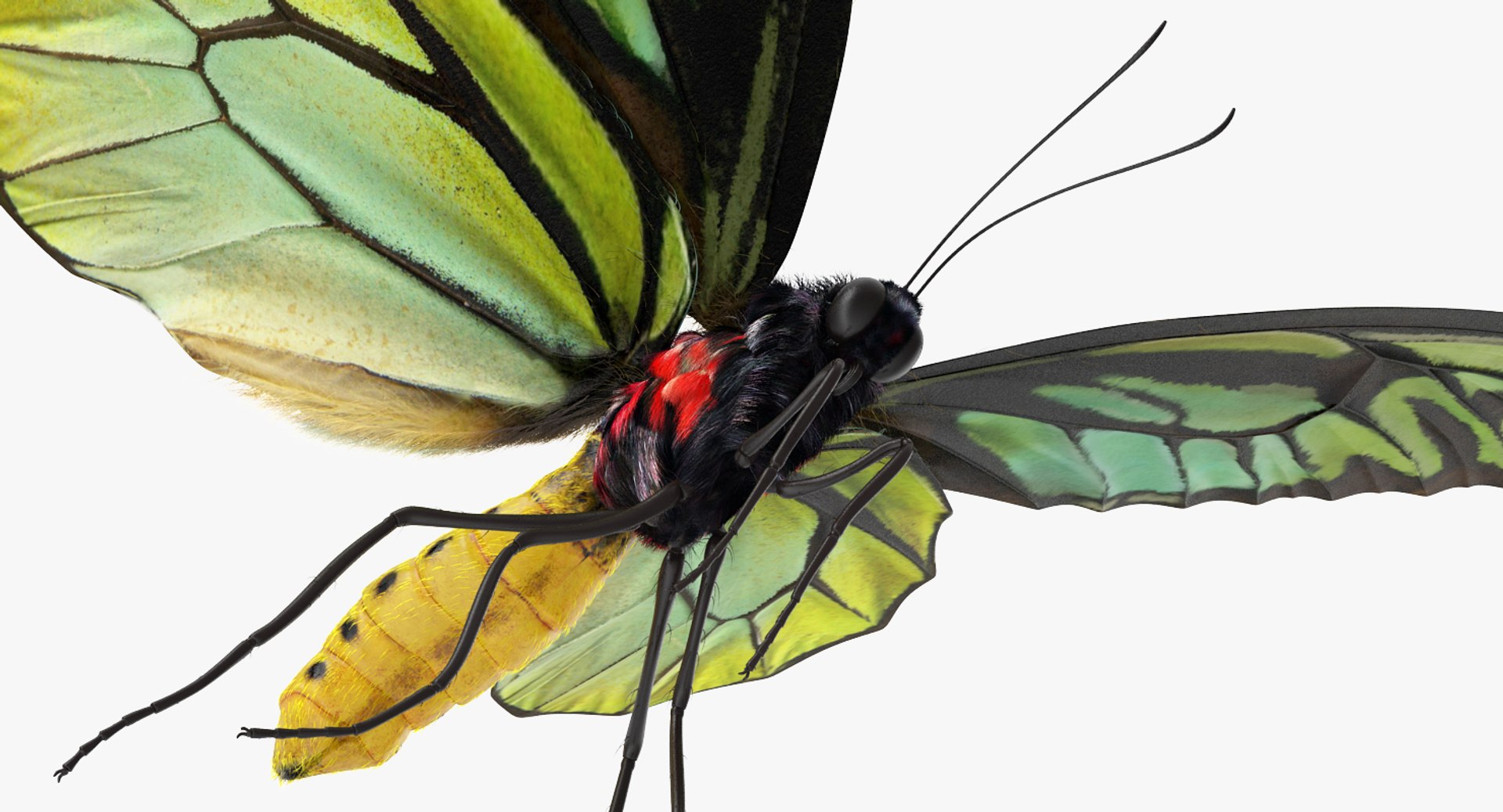 3D Queen Alexandras Birdwing Flying - TurboSquid 1165917