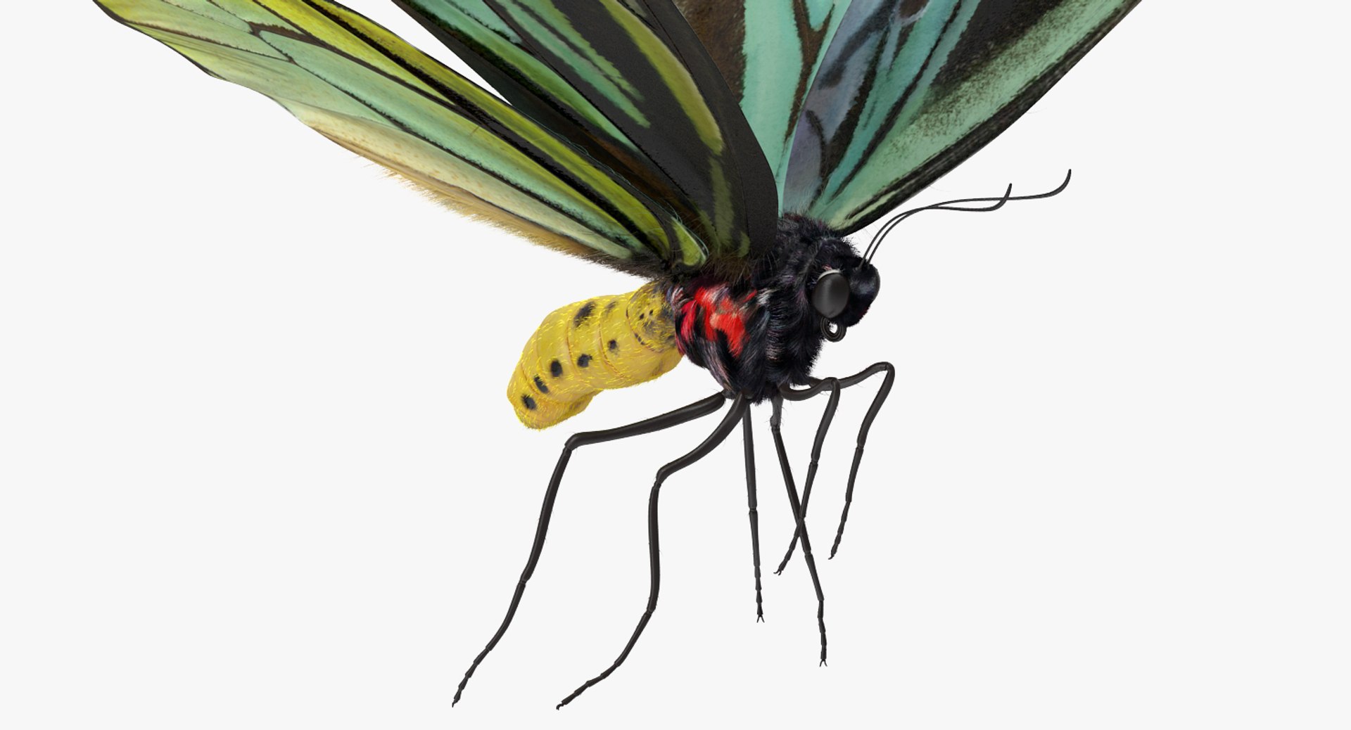 3D Queen Alexandras Birdwing Flying - TurboSquid 1165917