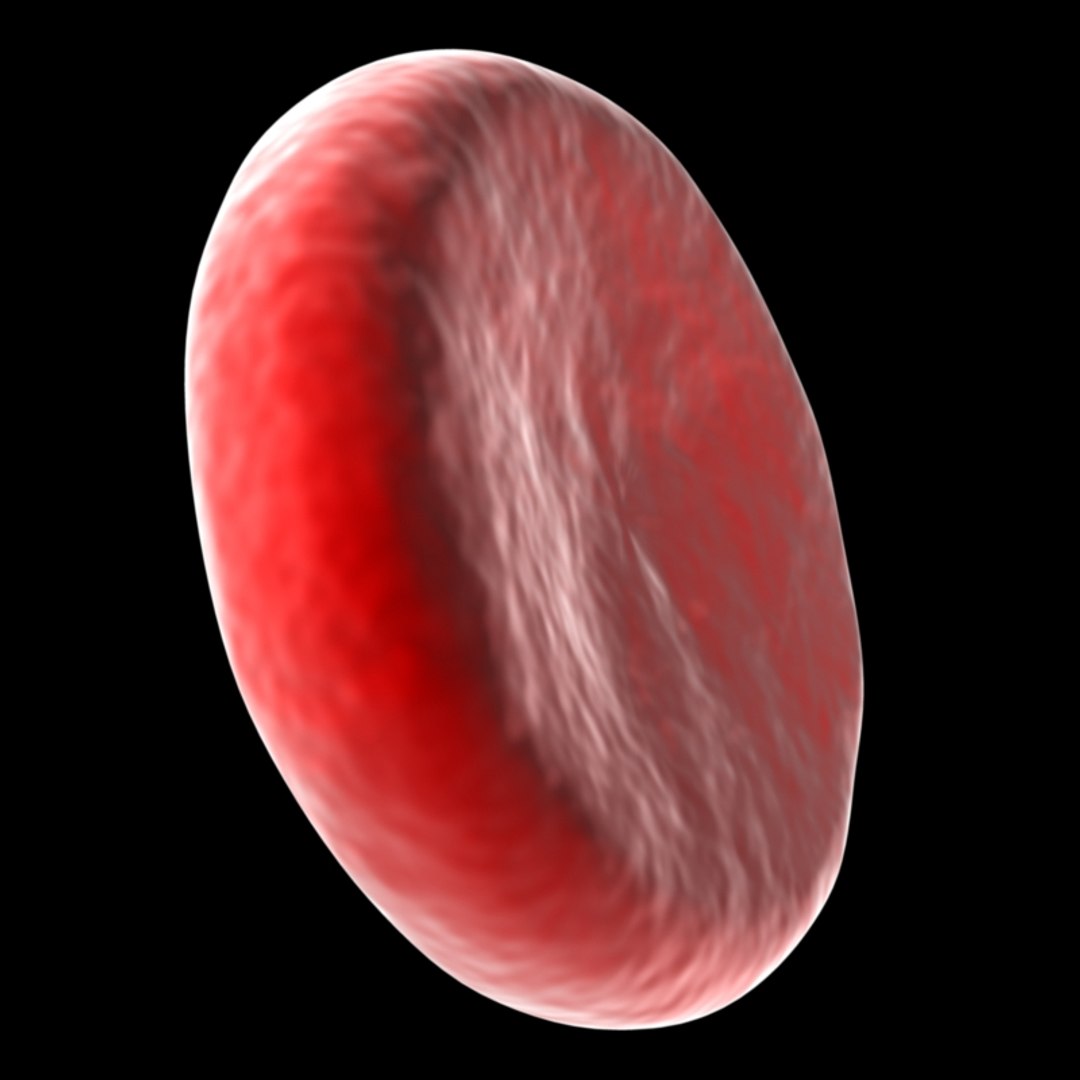Red Blood Cell 2 3d Model