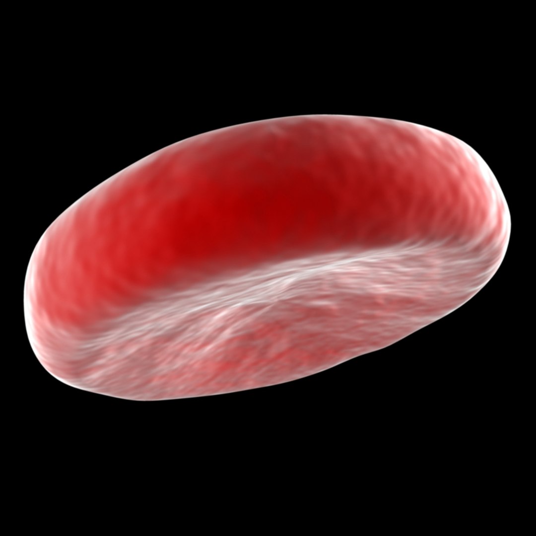 Red Blood Cell 2 3d Model