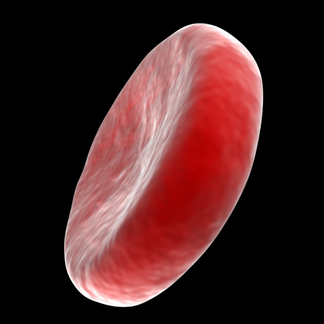 Red Blood Cell 2 3d Model