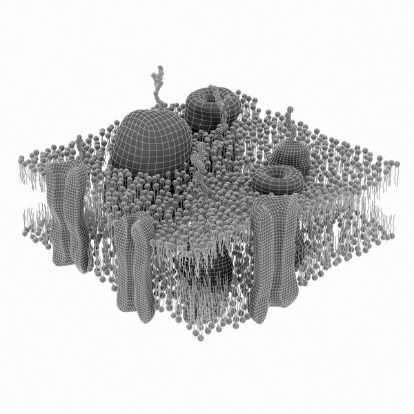 membrane cell 3d max