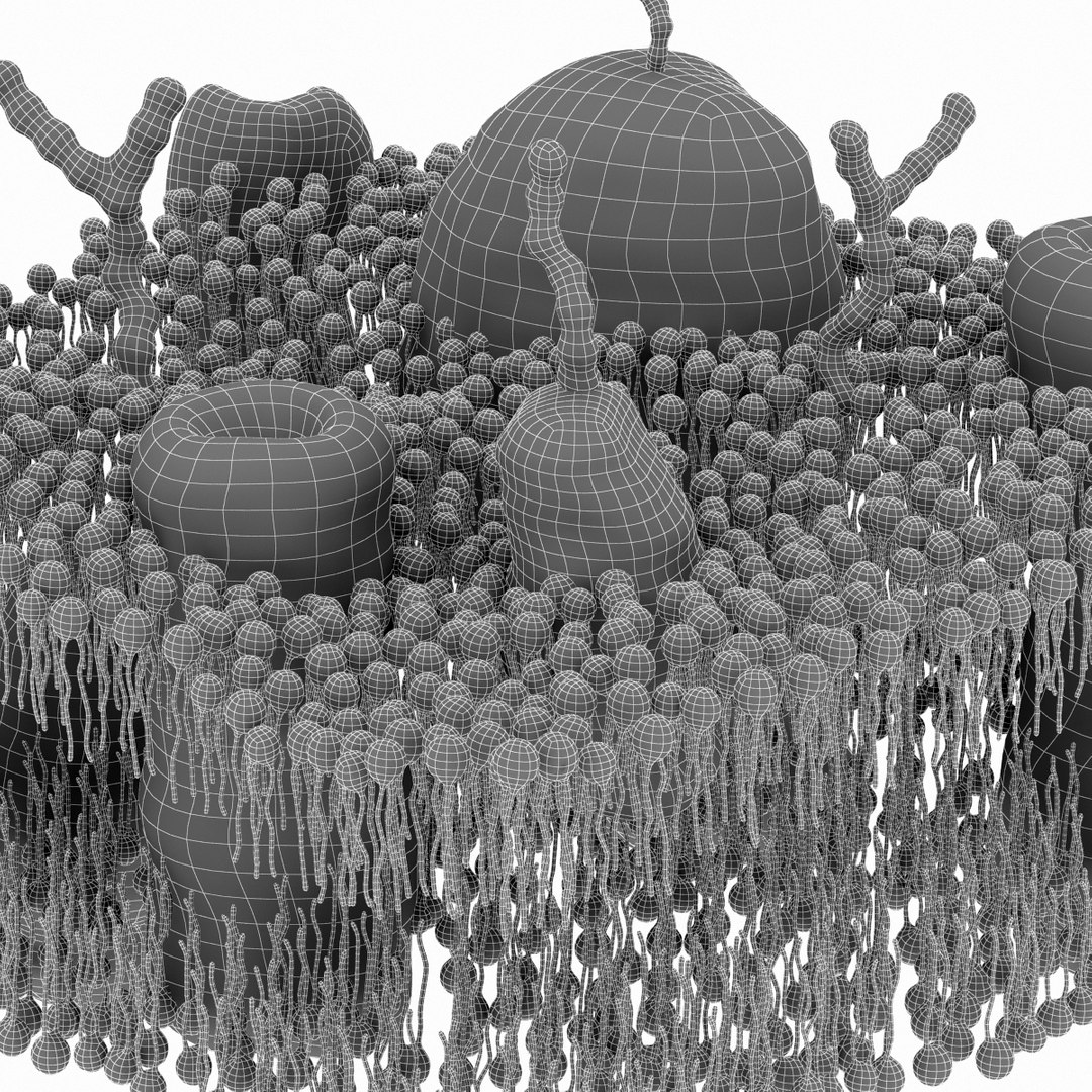 Membrane Cell 3d Max