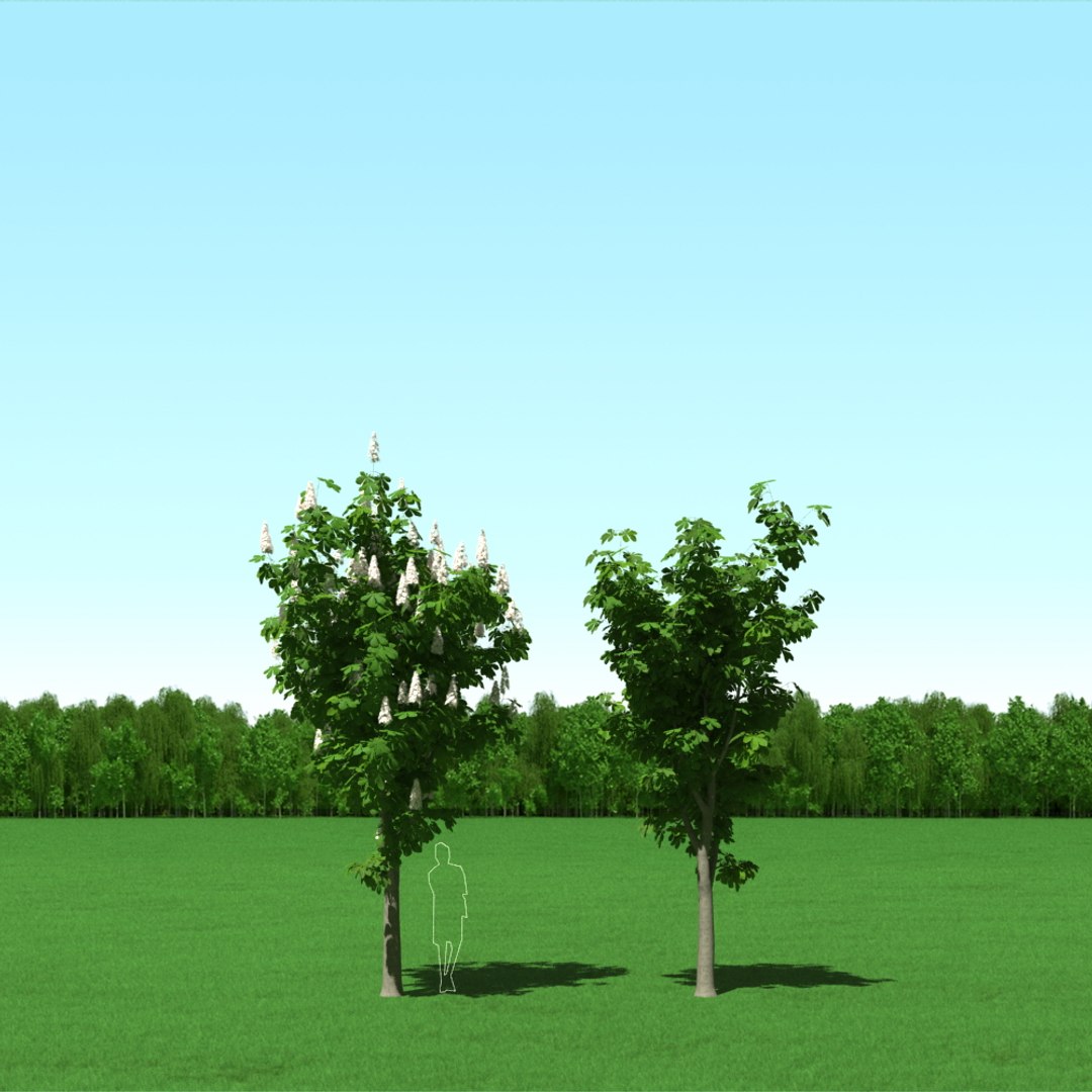 Trees Modelling 3d Model
