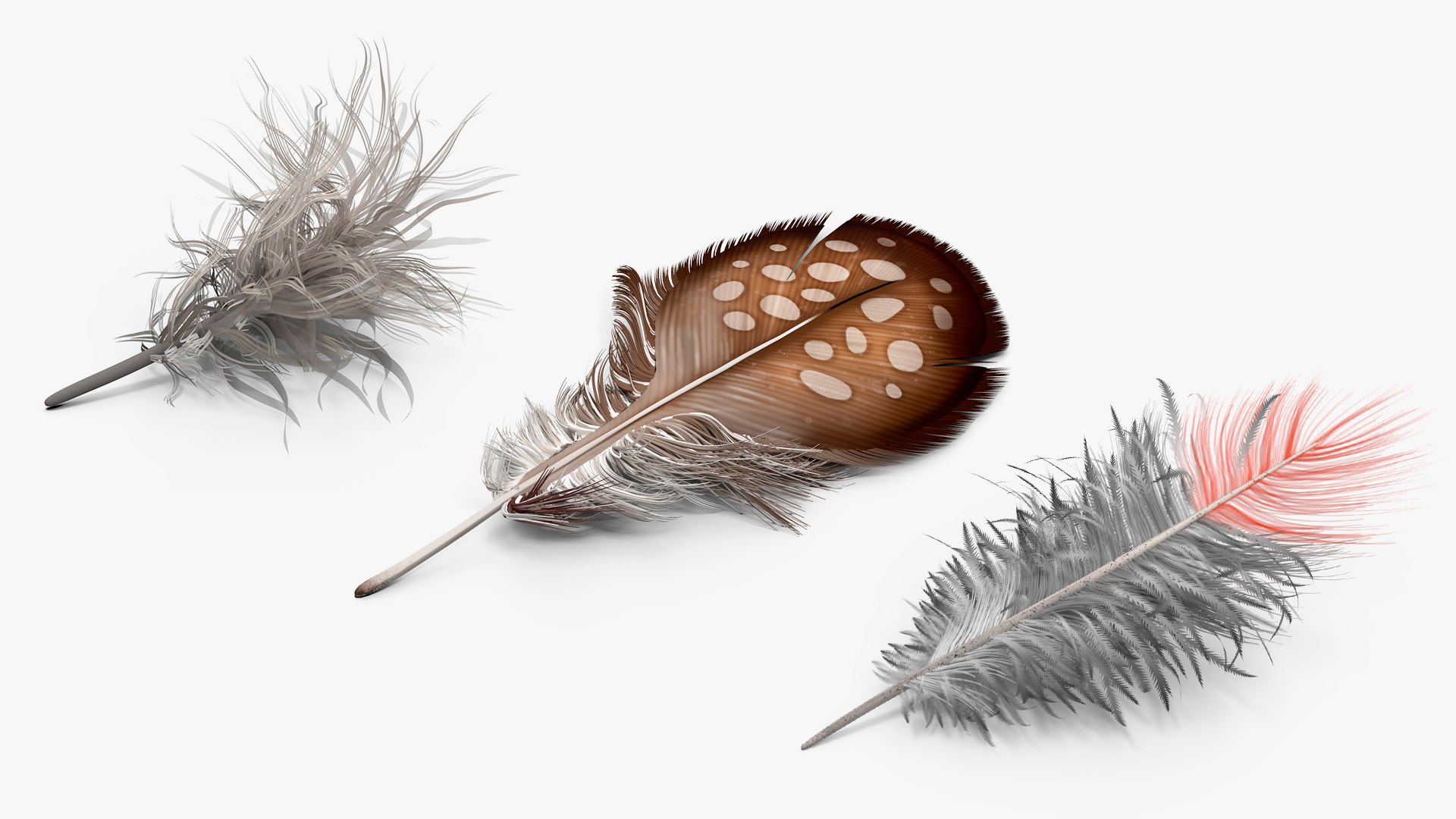 Feathers Collection Model - TurboSquid 2248818