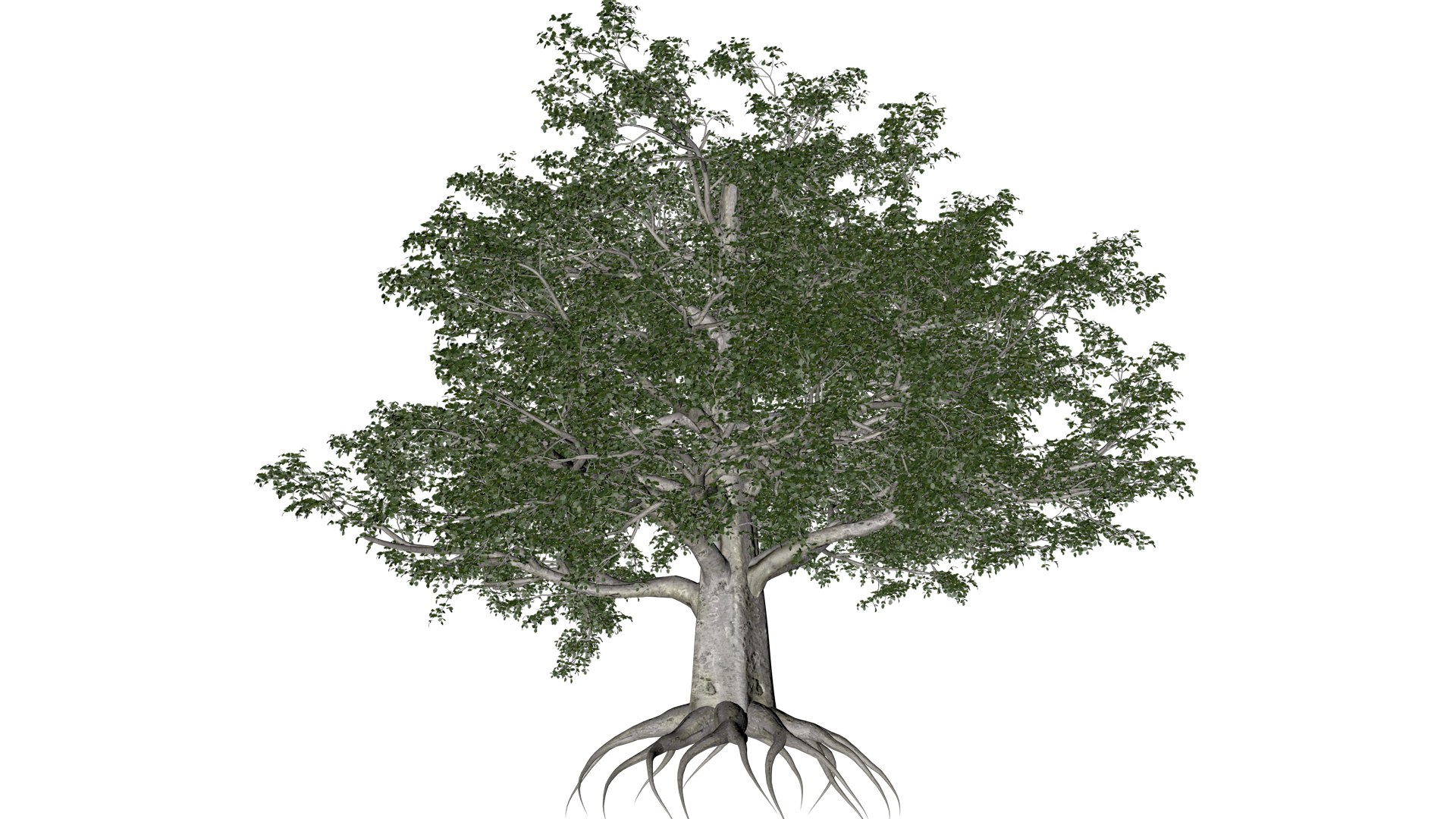 3D European Beech Tree - 10 - Model - TurboSquid 2375830