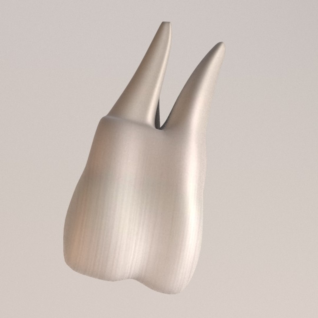 Molar Teeth 3d Model