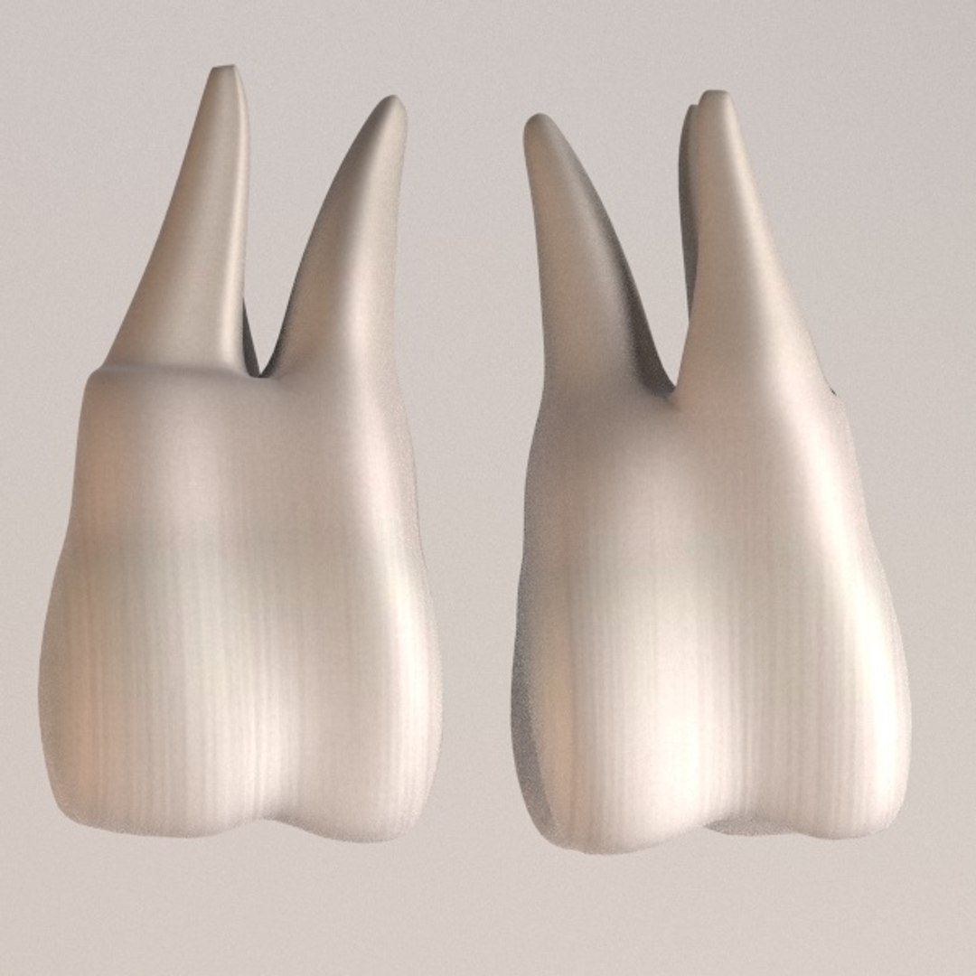 Molar Teeth 3d Model