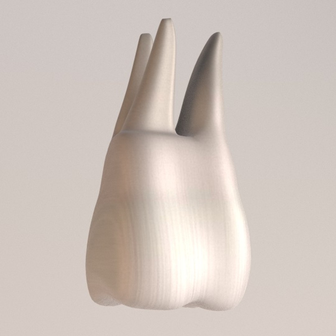 Molar Teeth 3d Model