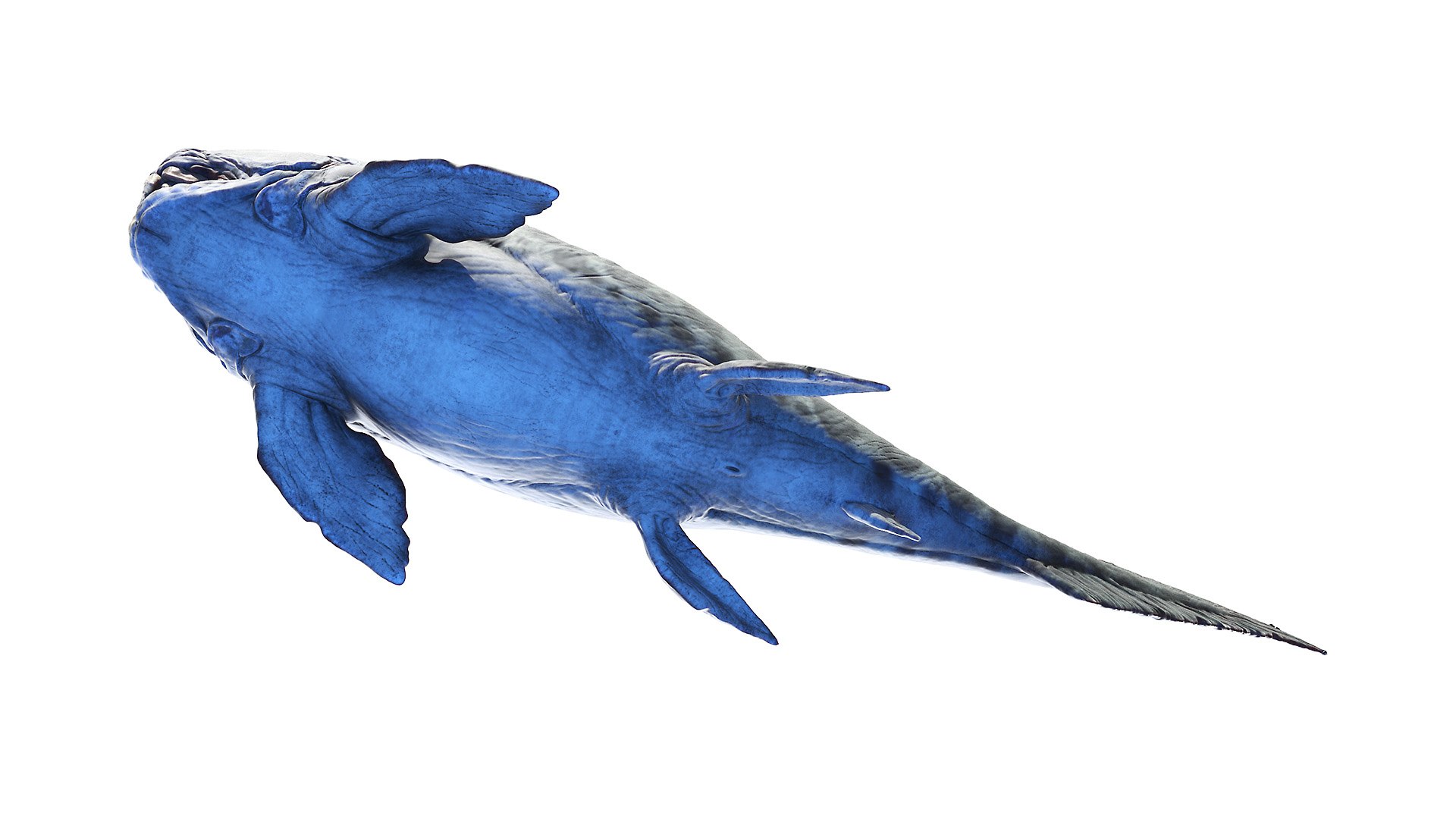 Dunkleosteus Static 3D - TurboSquid 1898391