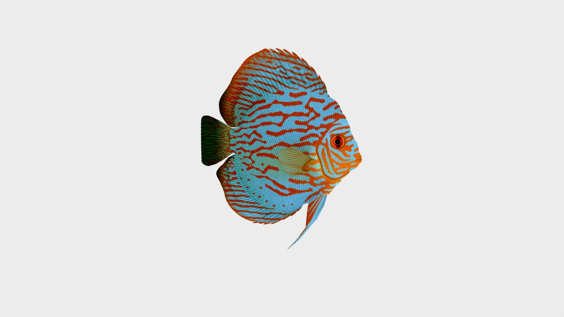 Red Turquoise Discus Fish 3D Model Low Poly 3D - TurboSquid 2242725